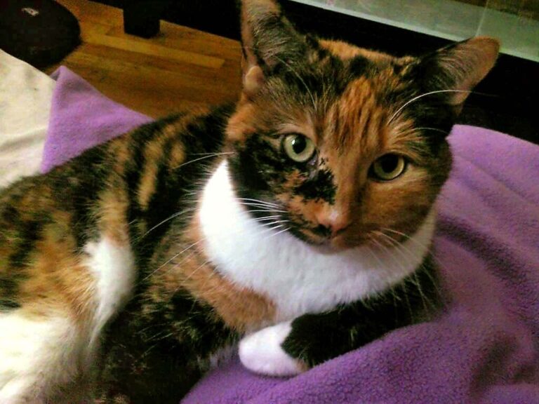 Qué es el CAT y cómo se calcula en un ejemplo práctico